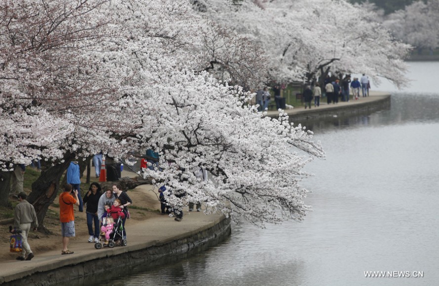 washington : le festival des cerisiers en fleur. | La Femme Qui Marche