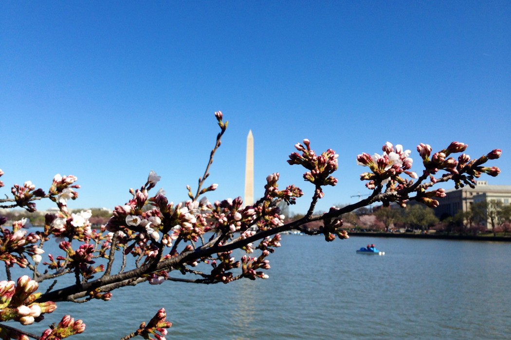 washington : le festival des cerisiers en fleur. | La Femme Qui Marche