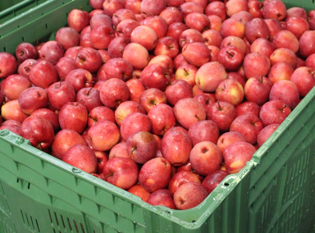 Redlove. Une pomme rouge. | La Femme Qui Marche